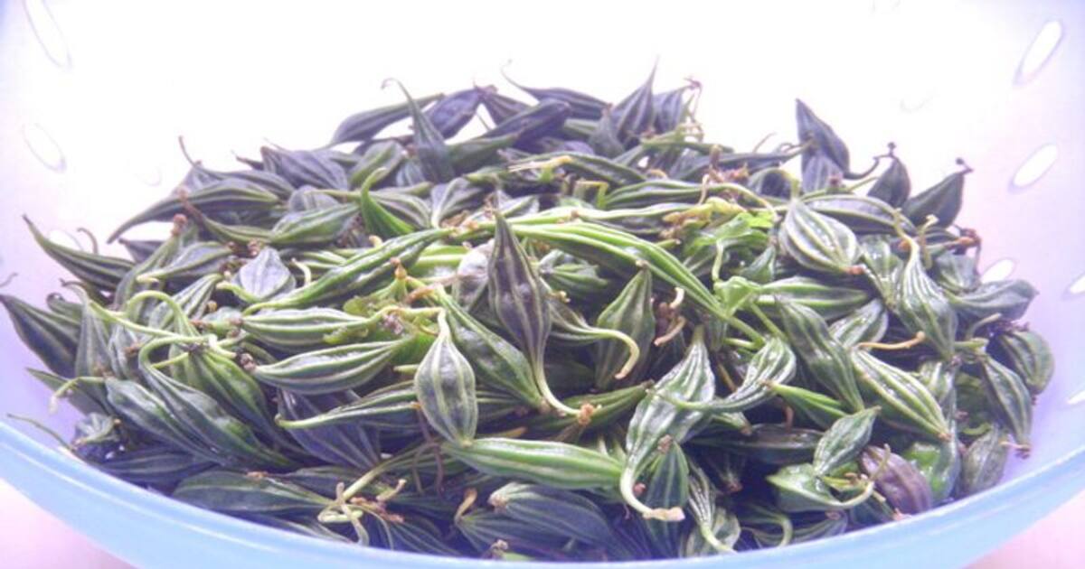 athalakkai benefits : 'அதலைக்காய்' சர்க்கரை நோய் முதல் புற்று நோய் வரை ...