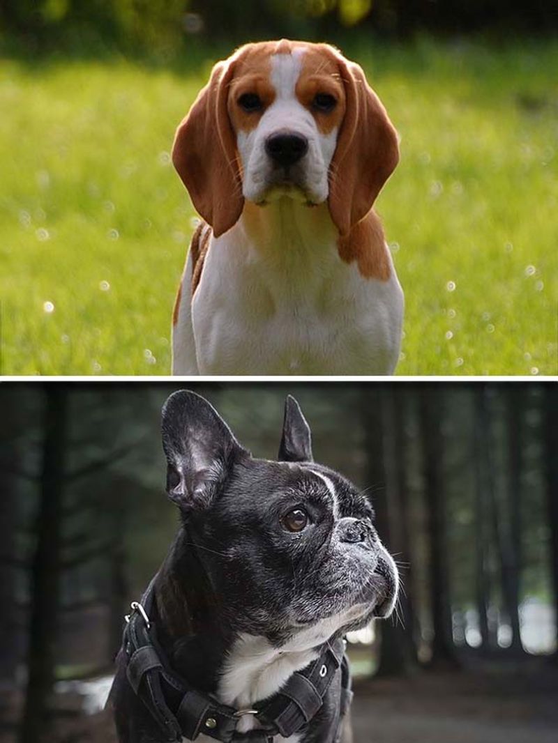 Beagle to Boxer-7 most naughtiest dog breeds