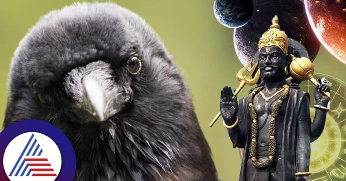 Vehicle of Shani Crow ಕಾಗೆ ಮನೆಯೊಳಗೆ ಬಂದರೆ ಶನಿಕಾಟವೇ?