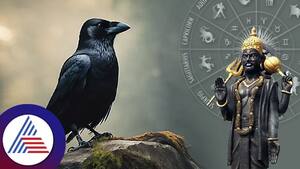 Vehicle of Shani Crow ಕಾಗೆ ಮನೆಯೊಳಗೆ ಬಂದರೆ ಶನಿಕಾಟವೇ?
