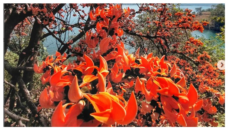 Chasing 'Flame of the Forest' this Spring in this quaint village of ...