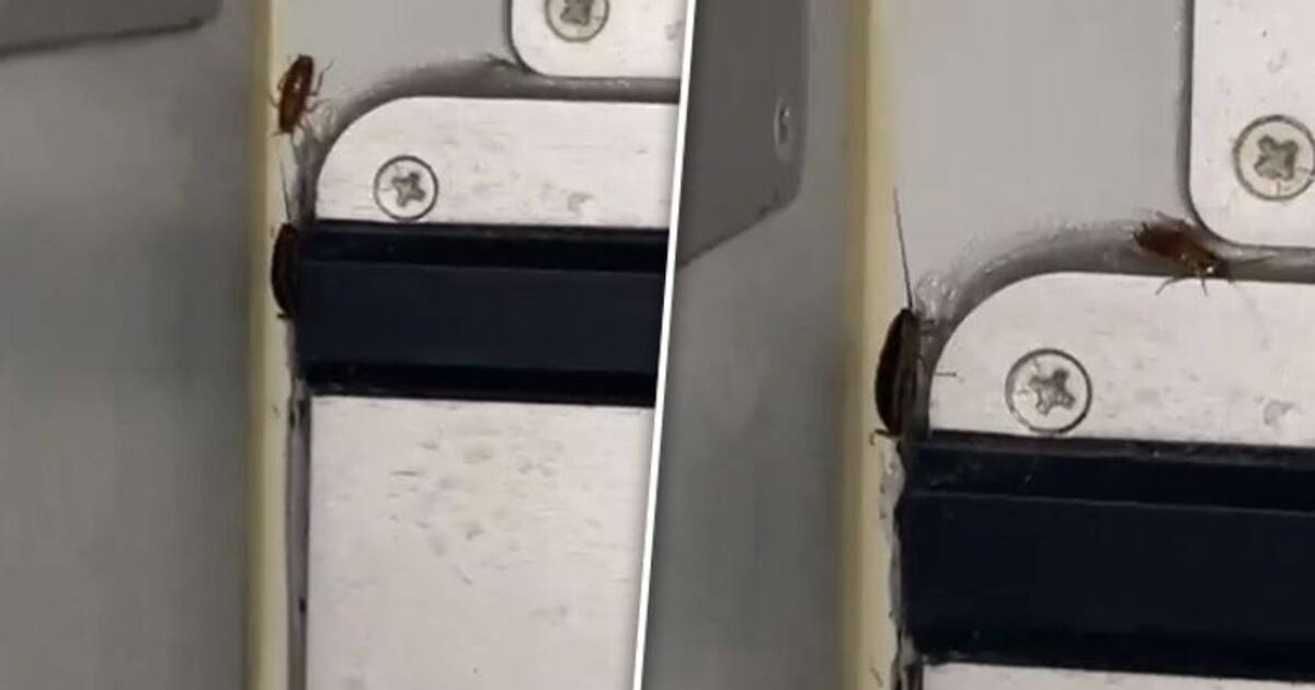 IndiGo passenger spots cockroaches in flight's food area; viral video leaves internet disgusted ...