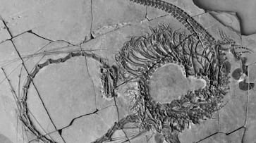 Remarkable discovery: Scientists unearth 240-million-year-old 'Chinese ...