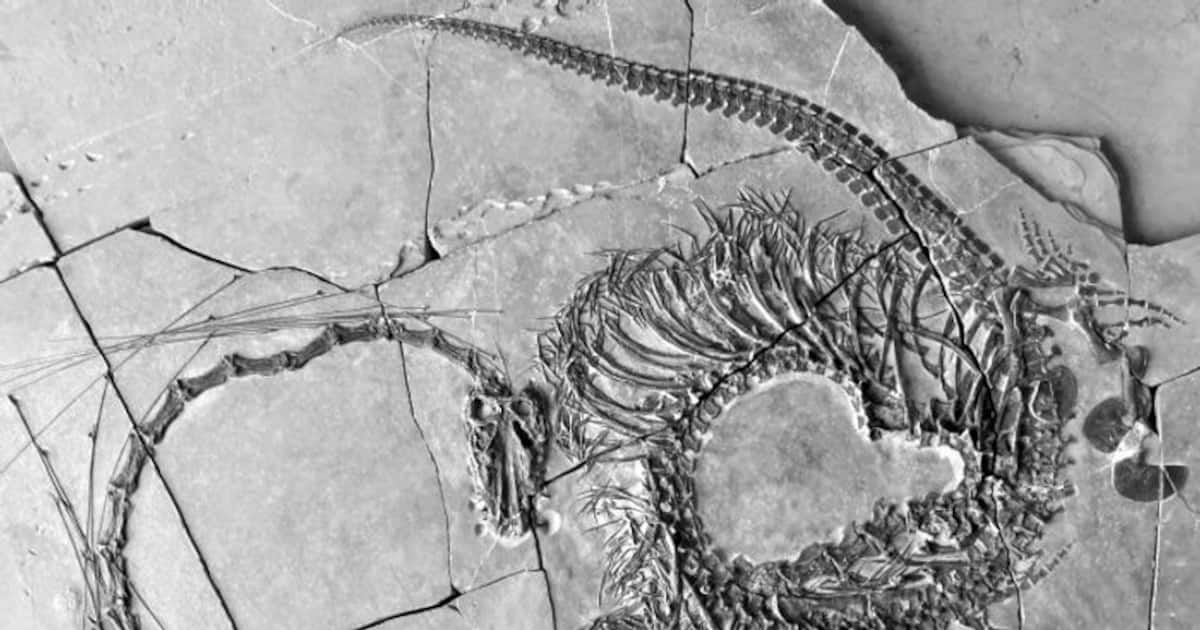 Unveiled: Complete fossil of a 240-million-year-old 'Dragon'