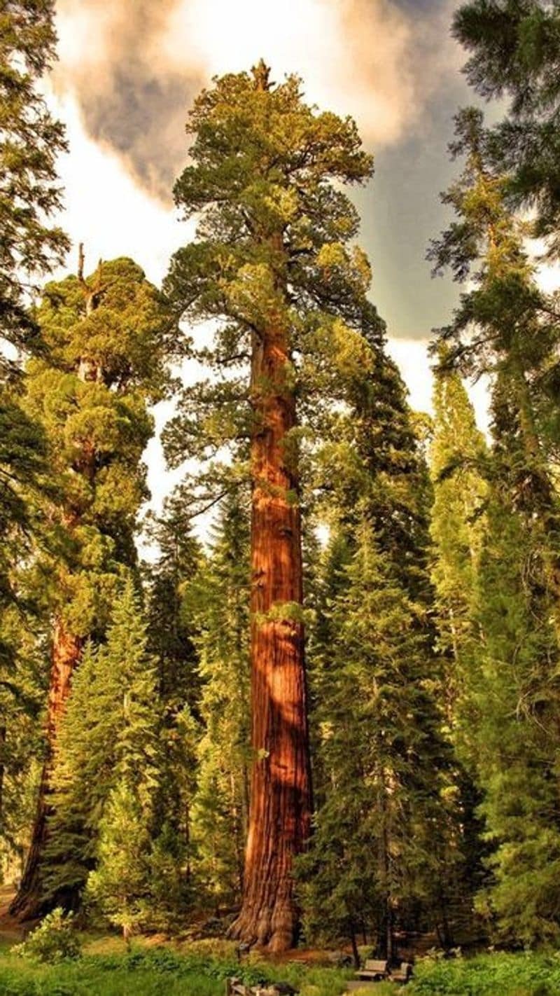 Magnificence of the World’s Tallest Tree That is 800 Years Old