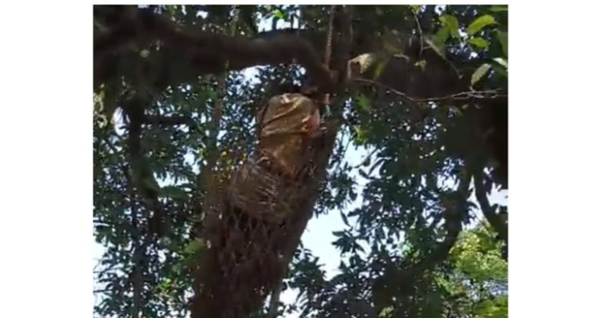 62 year old man climbed on mango tree കണ്ണിമാങ്ങ പറിക്കാൻ കയറി 62കാര ...