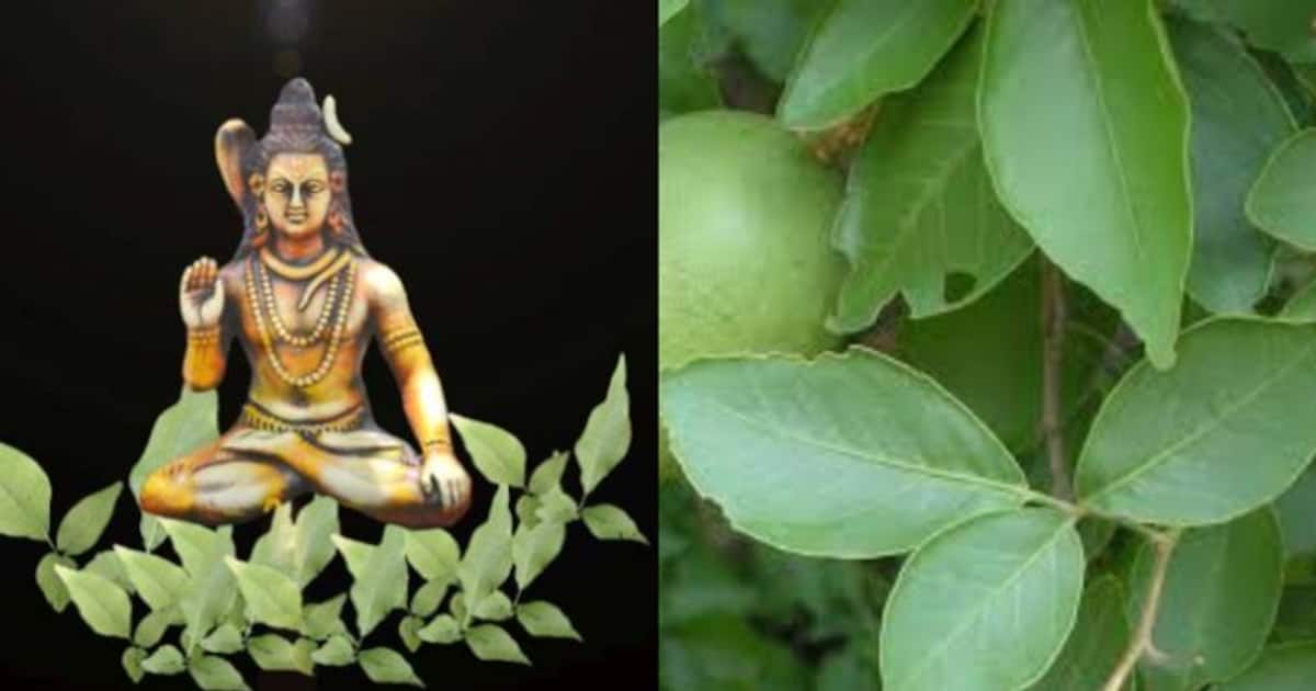 Maha Shivratri 2024: Why you should offer Bilva leaves to Lord Shiva?