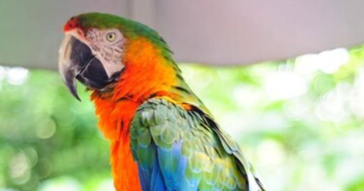 What is Parrot fever? Symptoms, treatments of this outbreak that killed ...