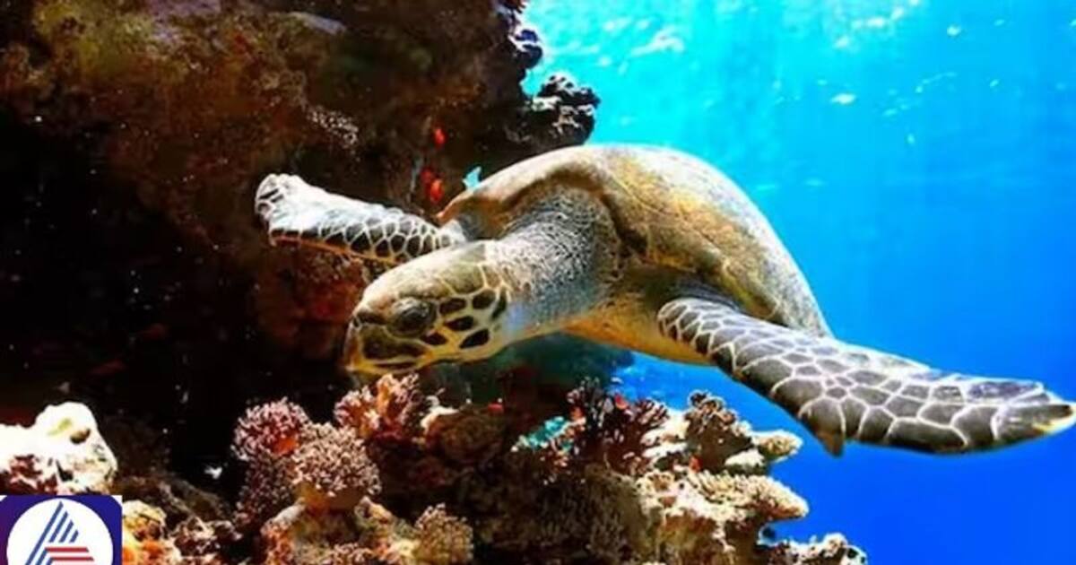 9 dead, 78 severely ill after consuming Sea Turtle meat at Zanzibar ...