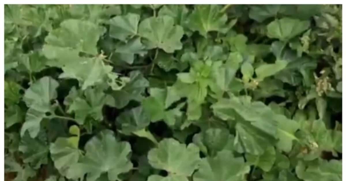 Khobisa plant : അവസാനമില്ലാത്ത യുദ്ധം, പട്ടിണി; ഇന്ന് ഗാസയുടെ ...