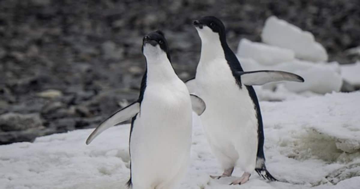 Love penguins? Applications open to work in Antarctica’s ‘penguin post ...