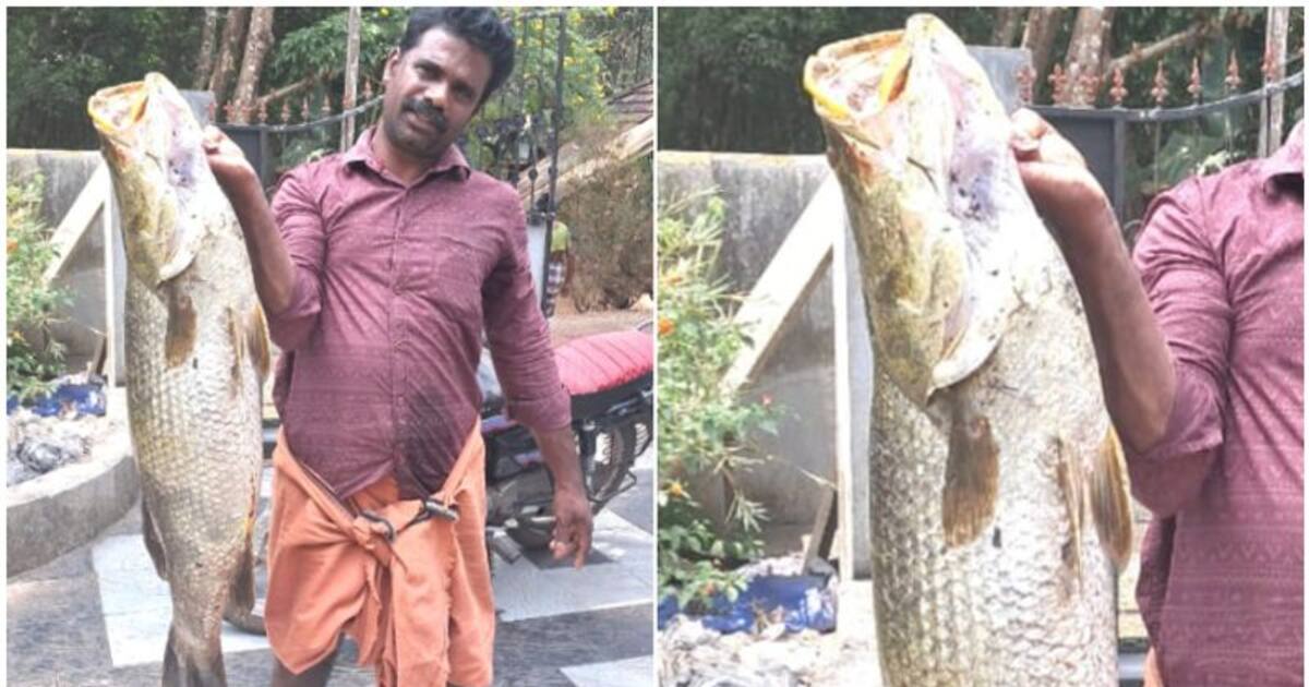 Vayyankara Chira Giant Fish ചിറയിൽ വെള്ളം കുറവ്, വലയിട്ടപ്പോൾ കോളടിച്ചു ...