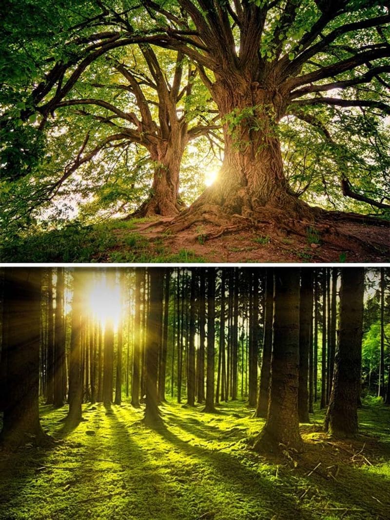 World Forests Day 2024: 7 largest forests in the World