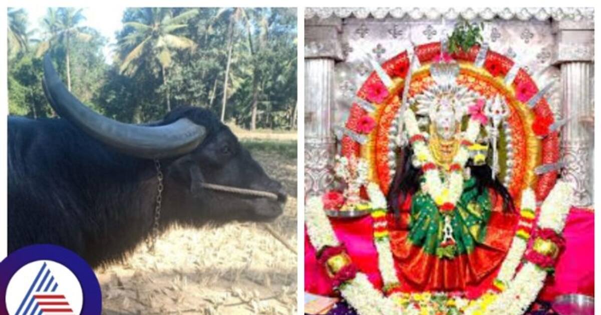 ಪೊಲೀಸರು ಮೈಯೆಲ್ಲಾ ಕಣ್ಣಾಗಿಸಿದ್ದರೂ Davanagere Duggamma Devi Jatre ...