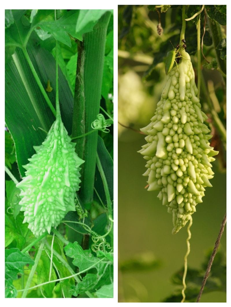 7 health benefits of eating Bitter Gourd