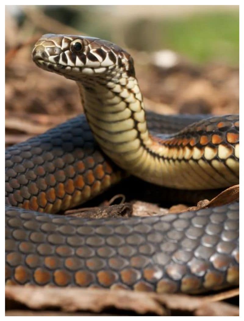 the most venomous snakes in the world rsl