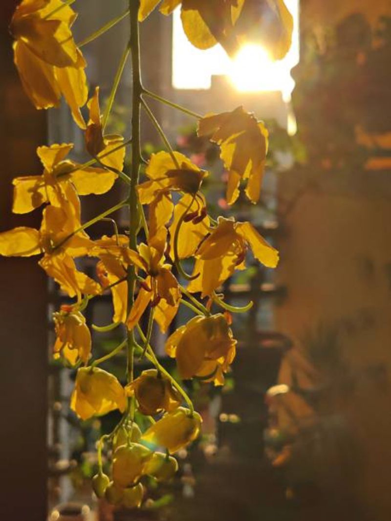 Vishu 2024 Facts: 'Konnapoo' is Thailand’s national flower