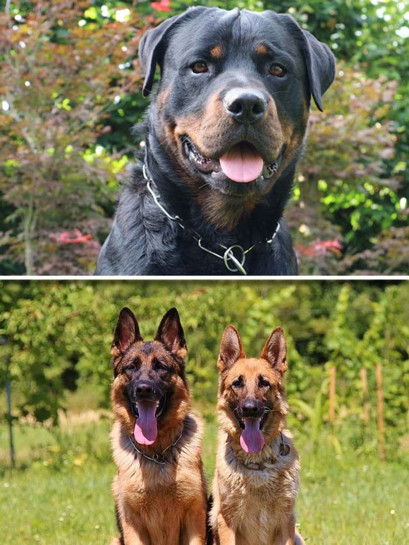 Rottweiler to German Shepherd-7 dog breeds for guard and protection