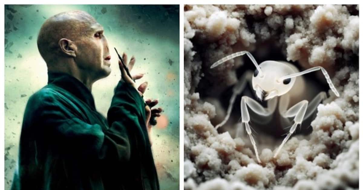 Leptanilla voldemort: രോമാവൃതമായ മെലിഞ്ഞ ശരീരം; ഭൂമിക്കടിയിലെ ഭീകര ...