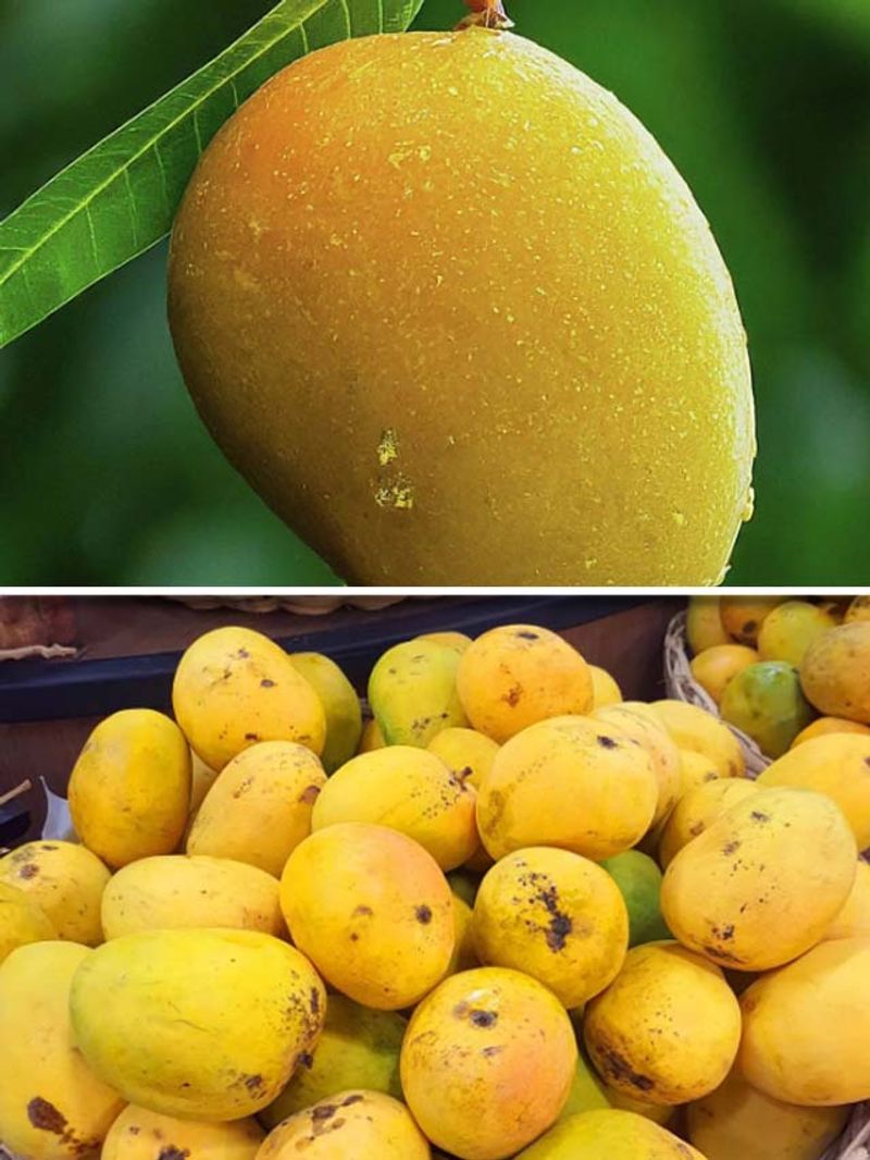 Alphonso to Totapuri: 5 most popular Mango varieties in India