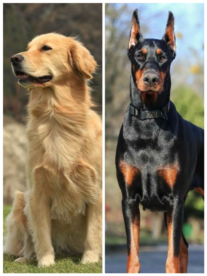 Golden Retriever to Labradors: 7 Most highly trainable dogs in India