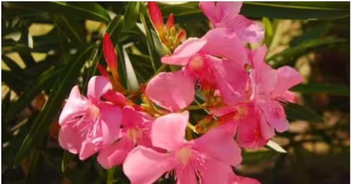 No ban for arali flower | അരളിപ്പൂവിന് തത്കാലം വിലക്കില്ല; വിഷാംശം ...