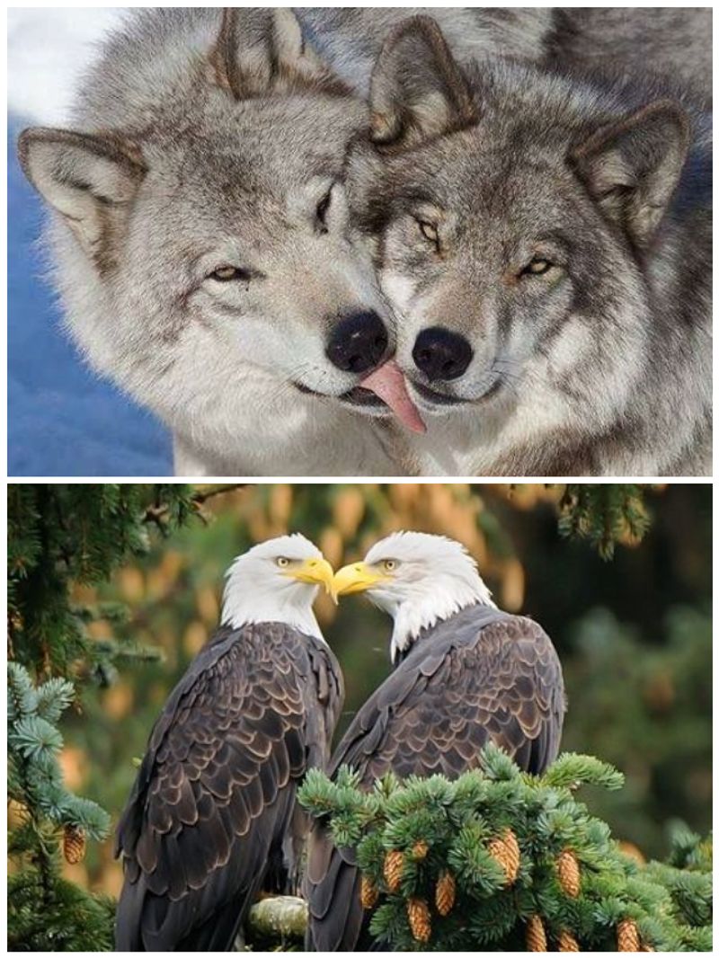Eagles to Wolves: 7 Monogamous animals that mate for life