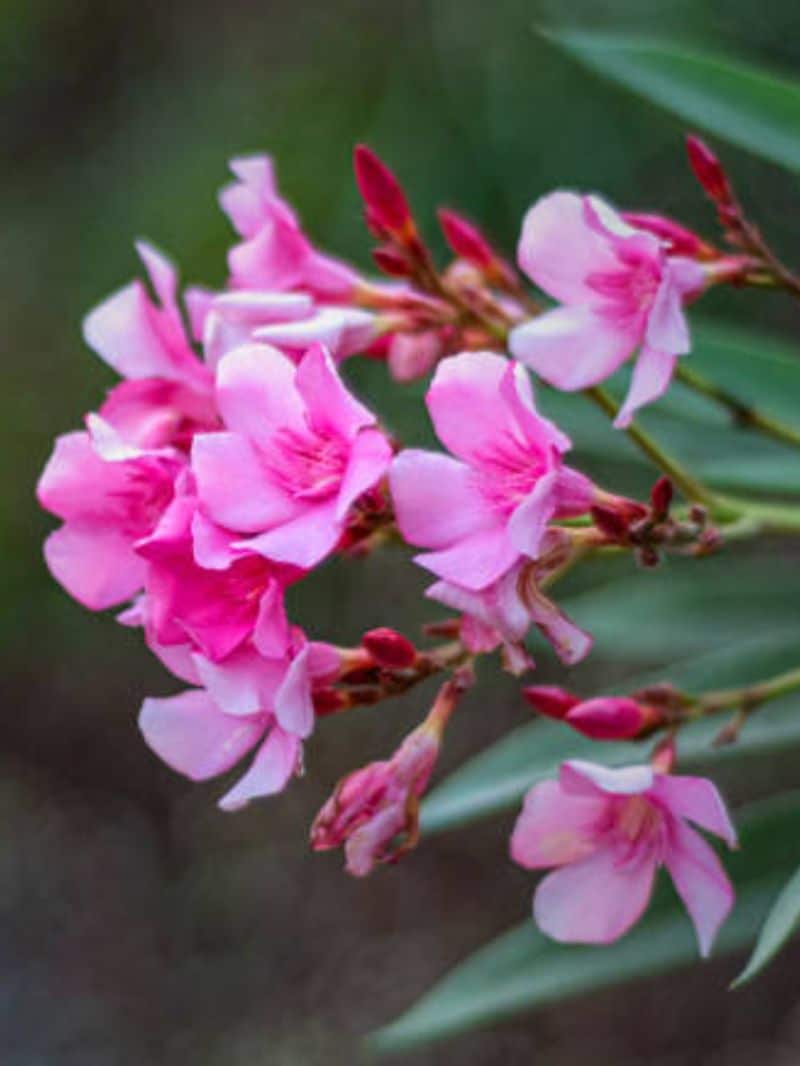 Did you know that 'Arali' or Oleander flower can take your life? Check