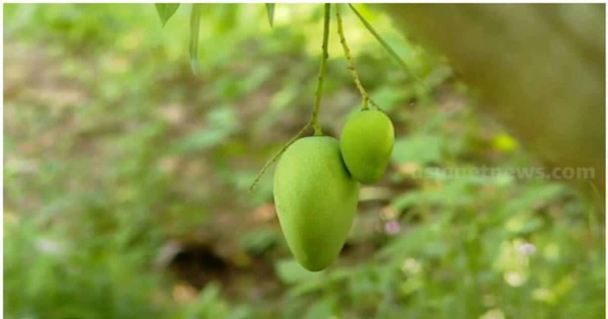 Mango Production in Muthalamada The Mangoe City of Kerala 70% Declined ...