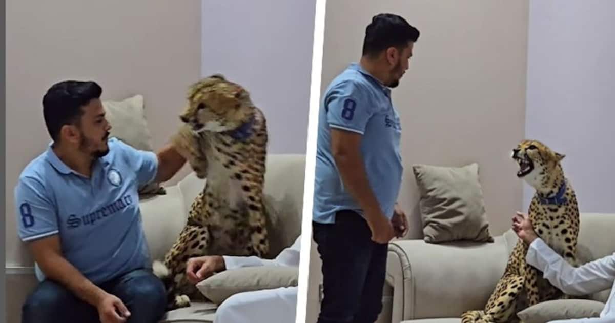 Viral video: Pakistani influencer attacked by Cheetah kept at home ...
