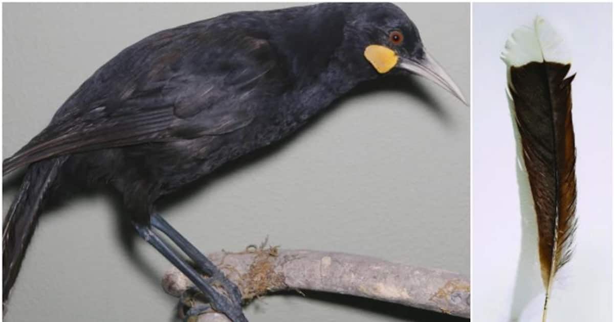 Huia bird feather sold for rs 39 crore in New Zealand Auction