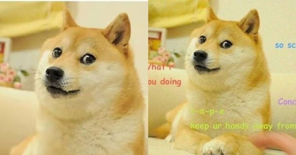 Kabosu world famous dog behind the Doge meme Dead ಡಾಗ್‌ಮೀಮ್‌ನಿಂದಲೇ ...