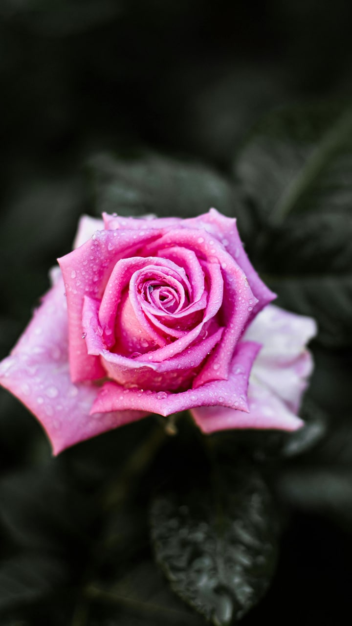 5 tips to keep your rose plants healthy this summer