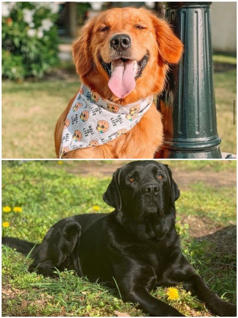 Labrador to Shih Tzu: 7 Best photogenic dog breeds in India