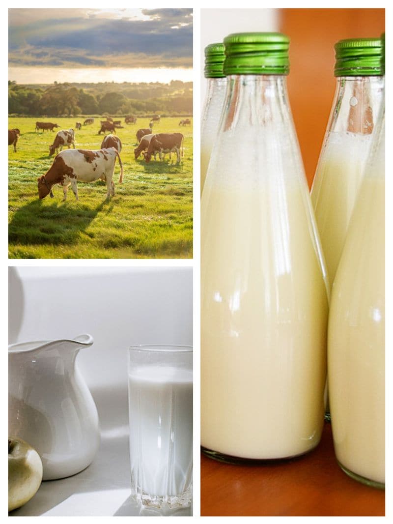World Milk Day 2024: Know Date, history, theme, significance