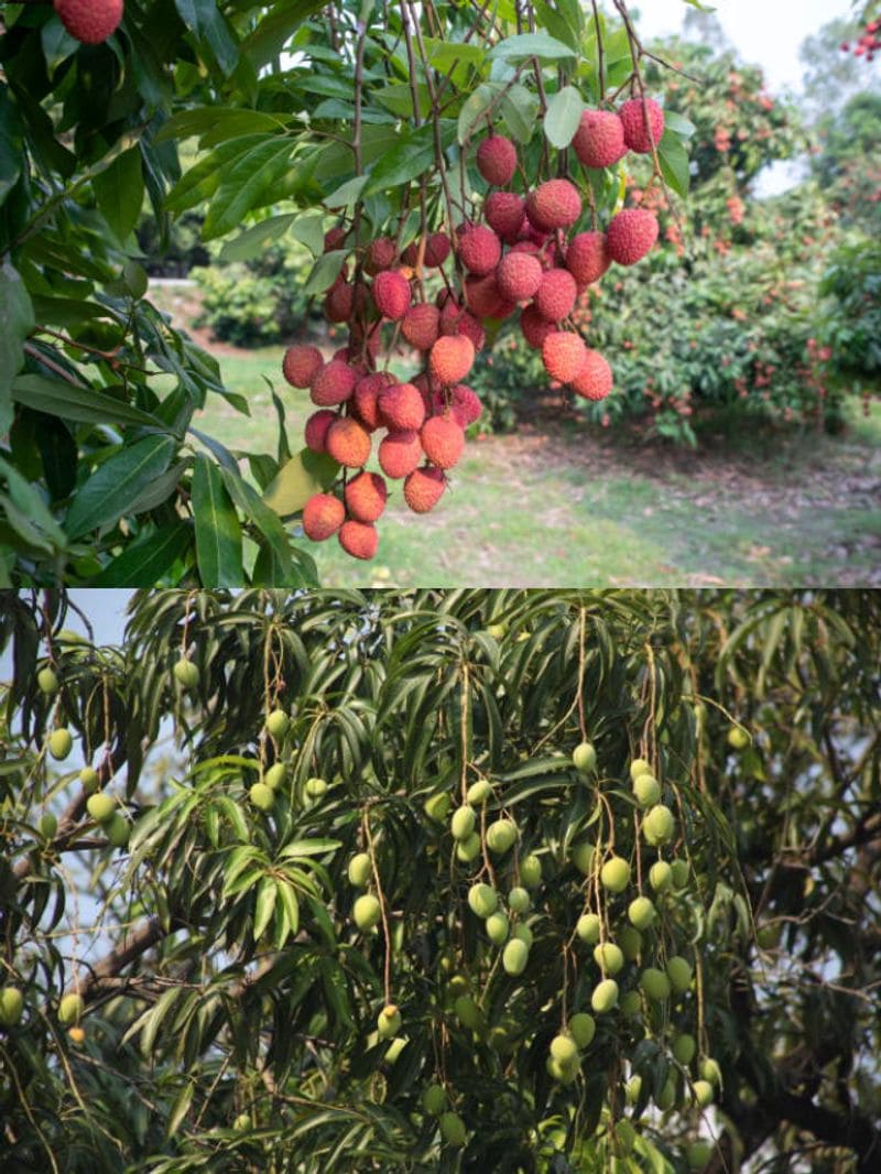 Litchi to Mango: 7 fruit plants that grow well in June