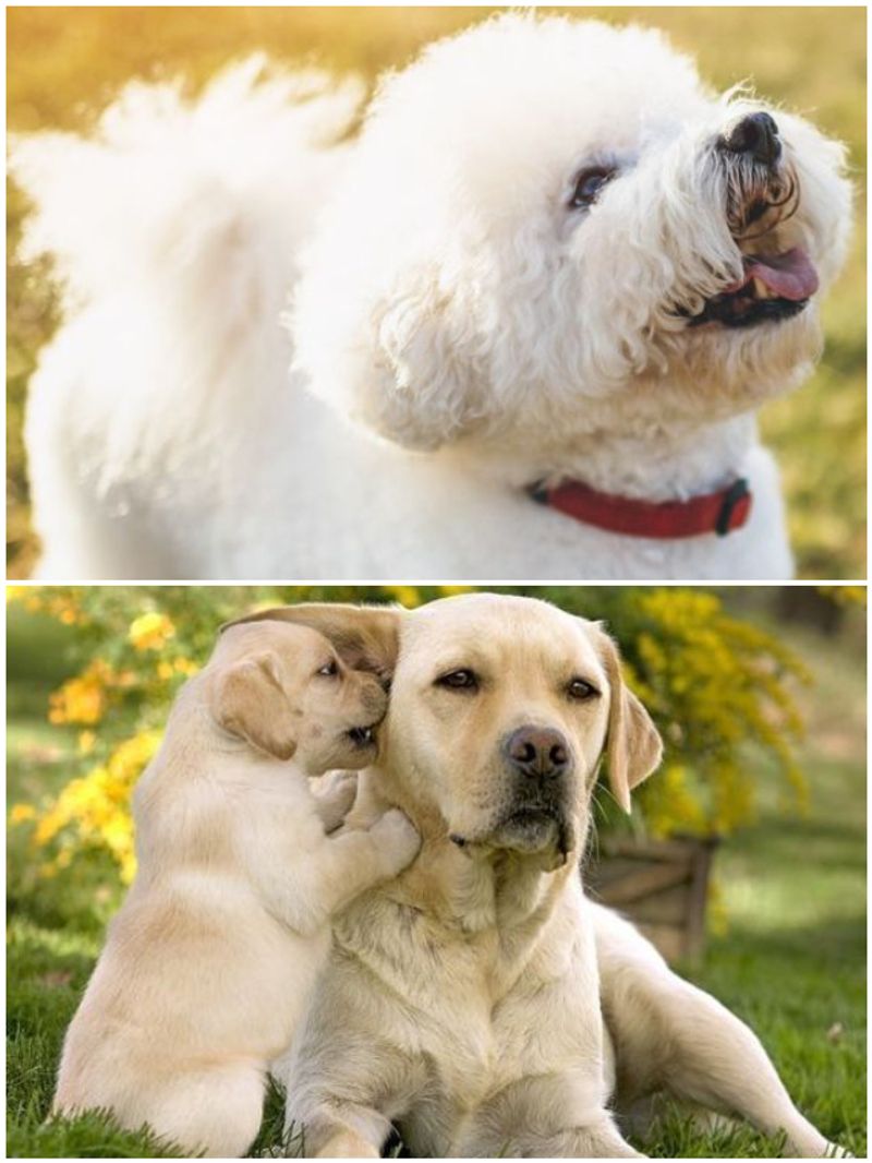Labrador to Bichon Frise: Most cuddliest dog breeds in India
