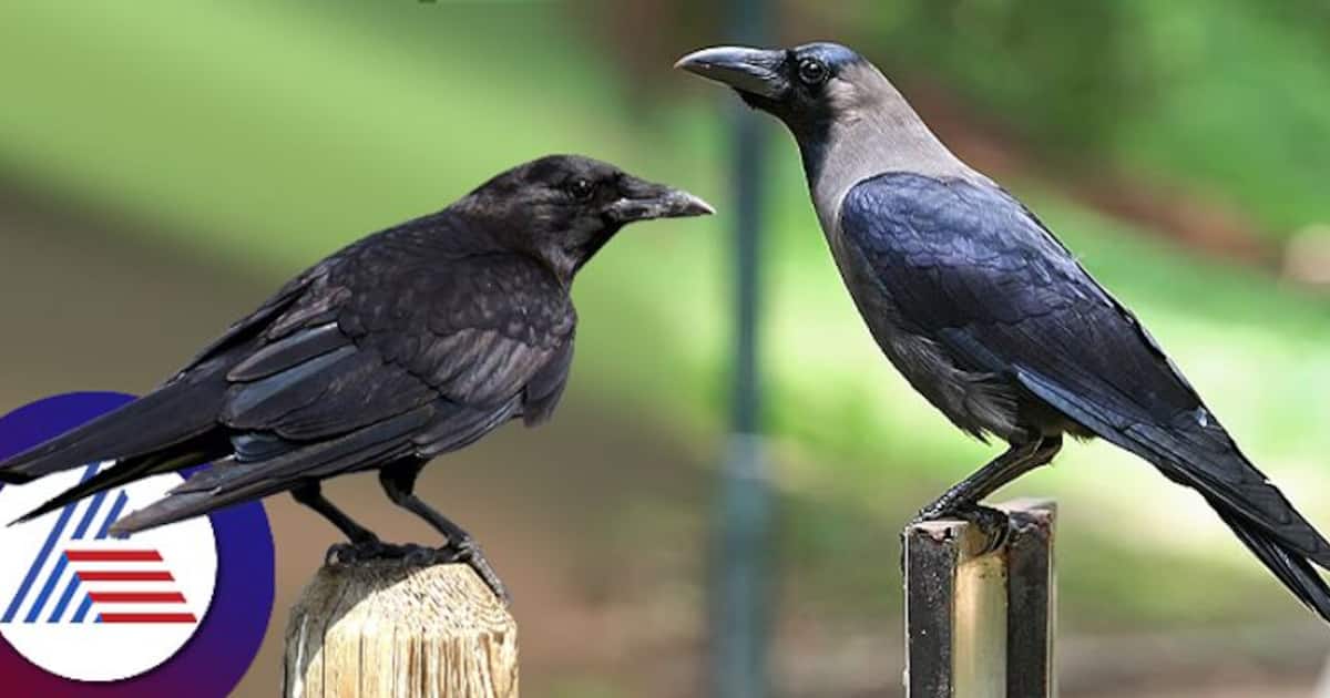 ವರ್ಷಾಂತ್ಯಕ್ಕೆ ಮಿಲಿಯನ್‌ಗೂ ಅಧಿಕ Indian crowsಗಳಿಗೆ poisonನಕ್ಕೆ ಮುಂದಾದ ...