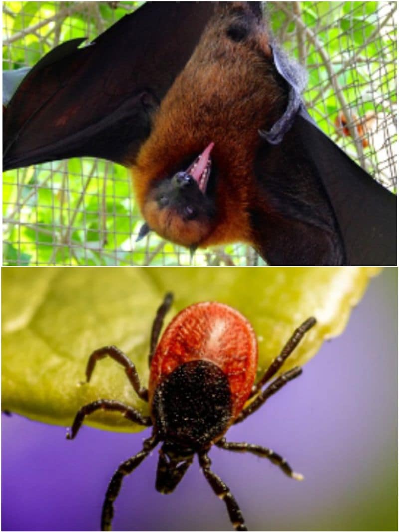 Vampire Bat to Bedbug: 6 Vampire like blood sucking animal