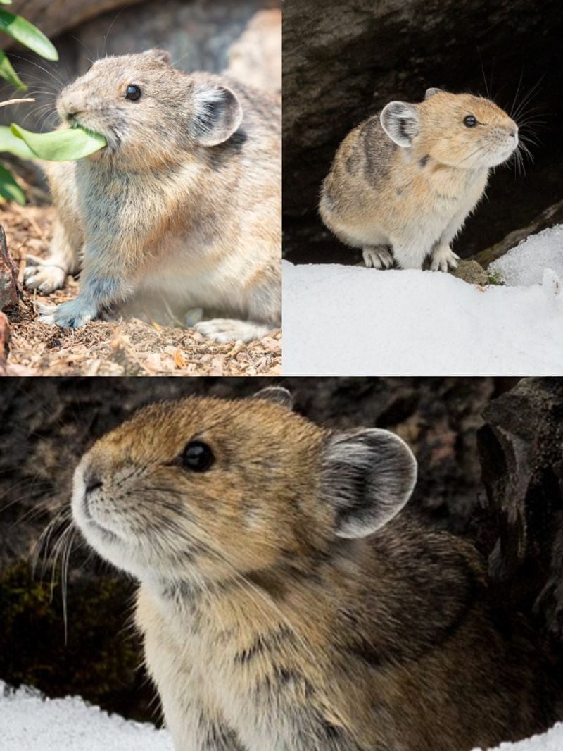 What is a Pika? 7 things to know about this small mountain mammal
