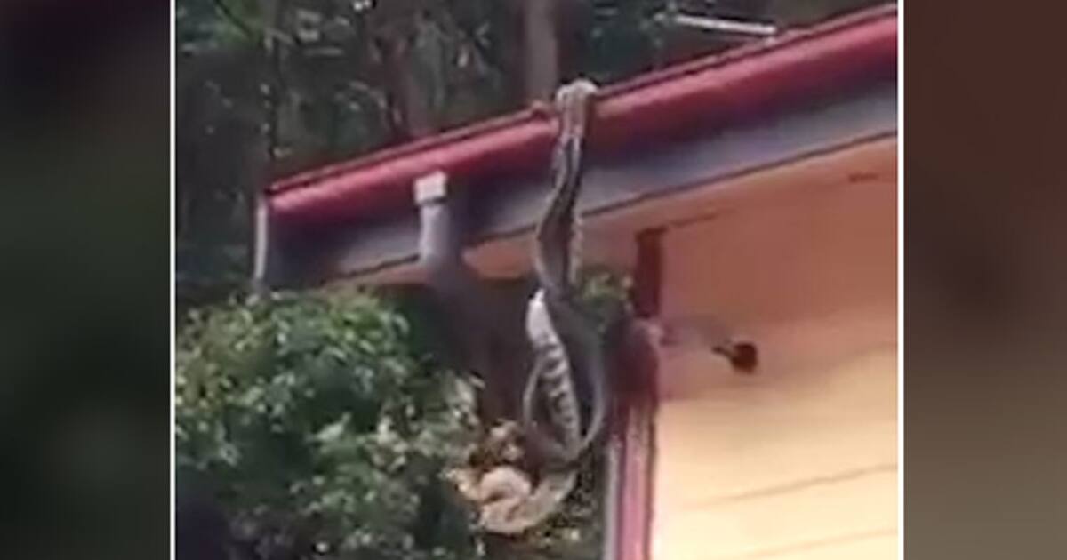 Two pythons fight over a female mate