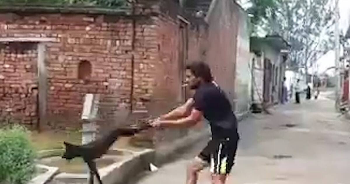 Another dog torture clip goes viral, netizens appeal to find culprit