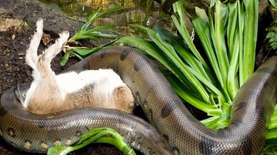 புதுக்கோட்டையில் பிடிபட்டது 12 அடி நீள மலைப்பாம்பு; நாயை விழுங்கும்போது ...