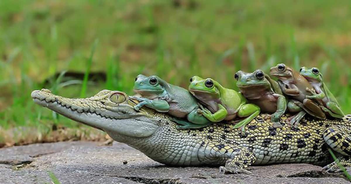 5 frogs hitch a ride on a crocodile's back because they can