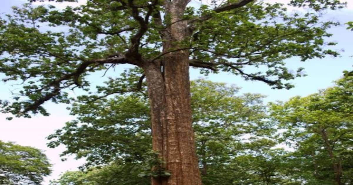 தேக்கு மரத்தில் நாற்றுகள் உற்பத்தி செய்ய இதுதான் சிறந்த வழி...