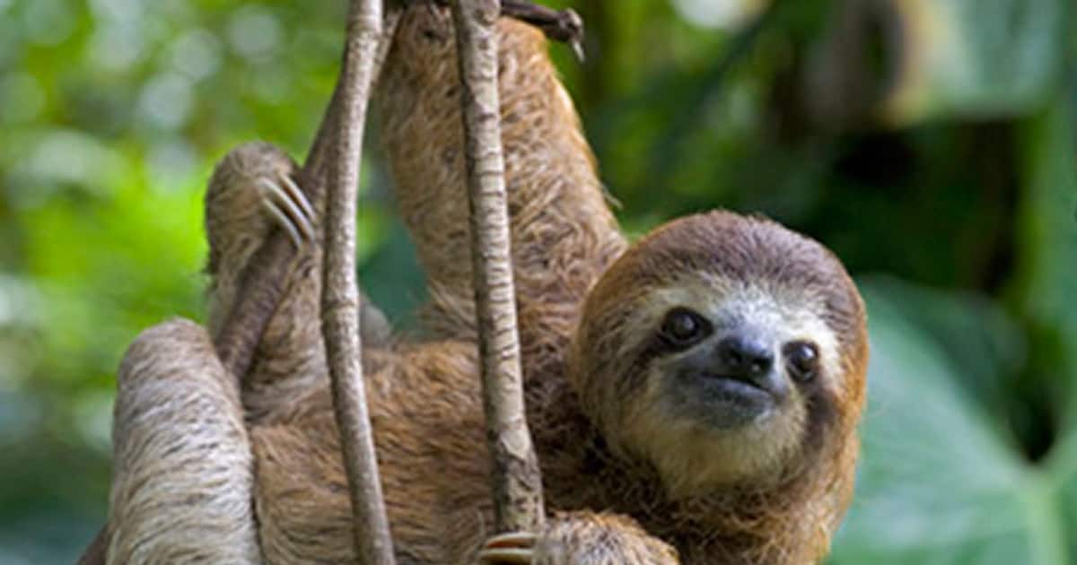 International Sloth Day 2023: Day, history, significance