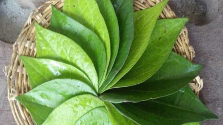 அல்சரைப் போக்கும் வெற்றிலையின் மற்ற மருத்துவ பயன்கள் இதோ…