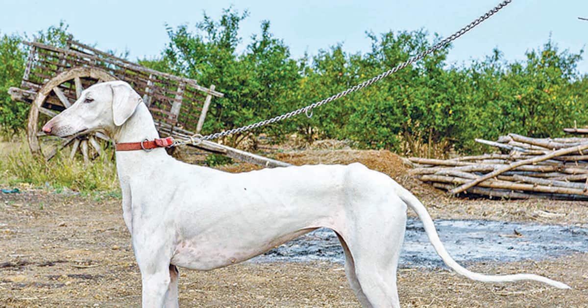 ಕಾಶ್ಮೀರ ಗಡಿ ಕಾಯಲಿದೆ ನಮ್ಮ ಮುಧೋಳ ನಾಯಿ!