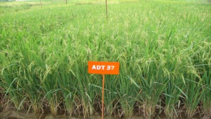 குறுகிய கால ரகமான ADT-37 நெல் ரகத்தை சாகுபடி செய்யும் முறை…