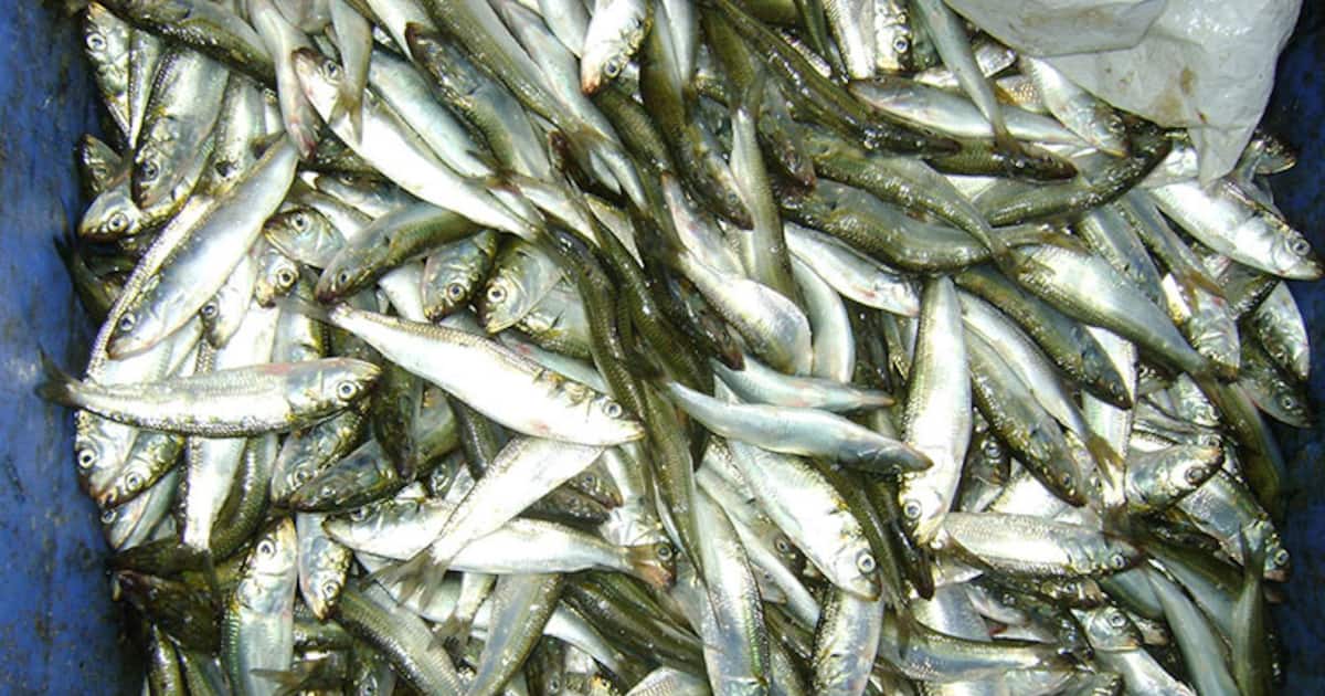 Karnataka to sort out fish embargo with Goa